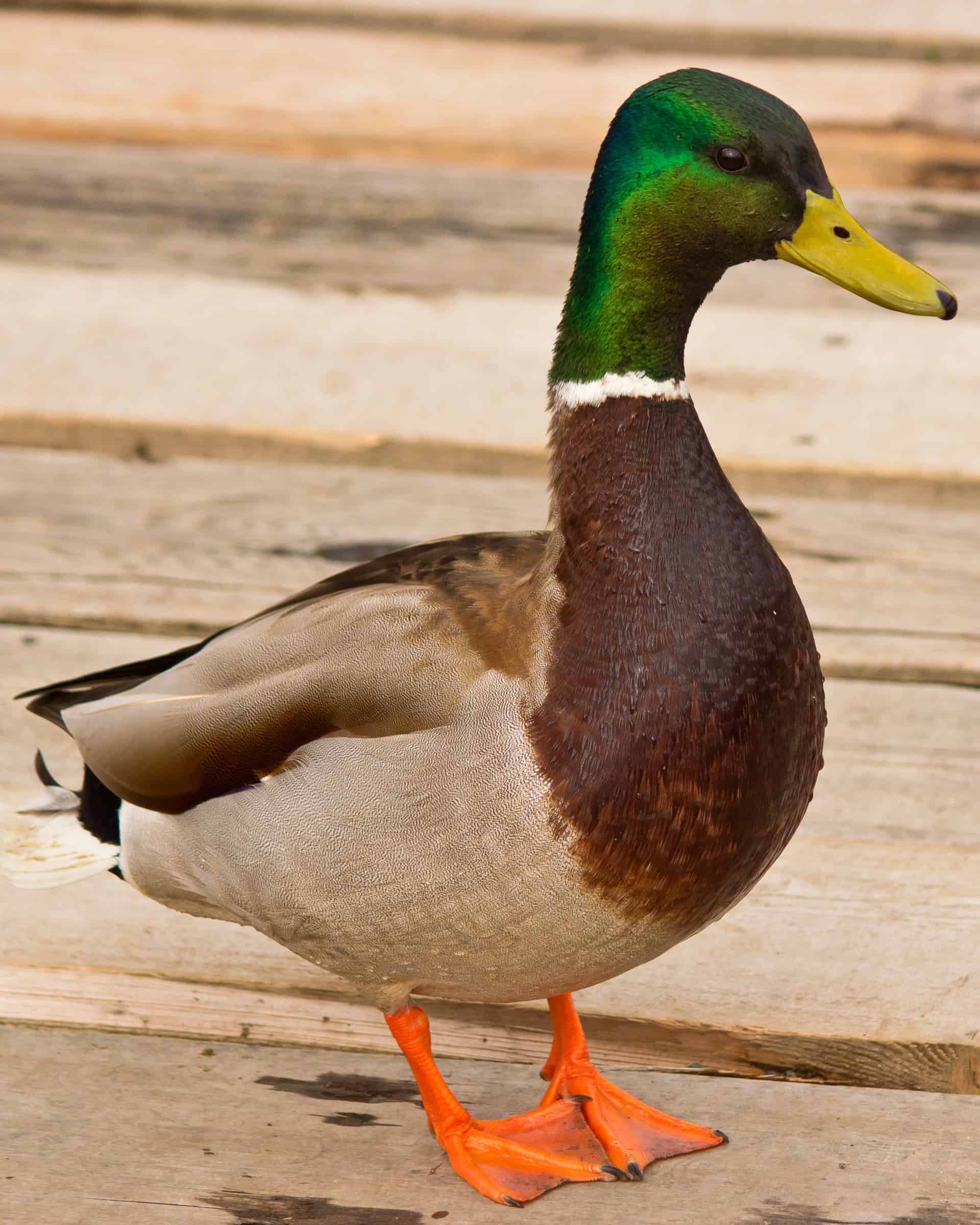 Goose vs. Duck: What's the Difference? - Bird Helpful