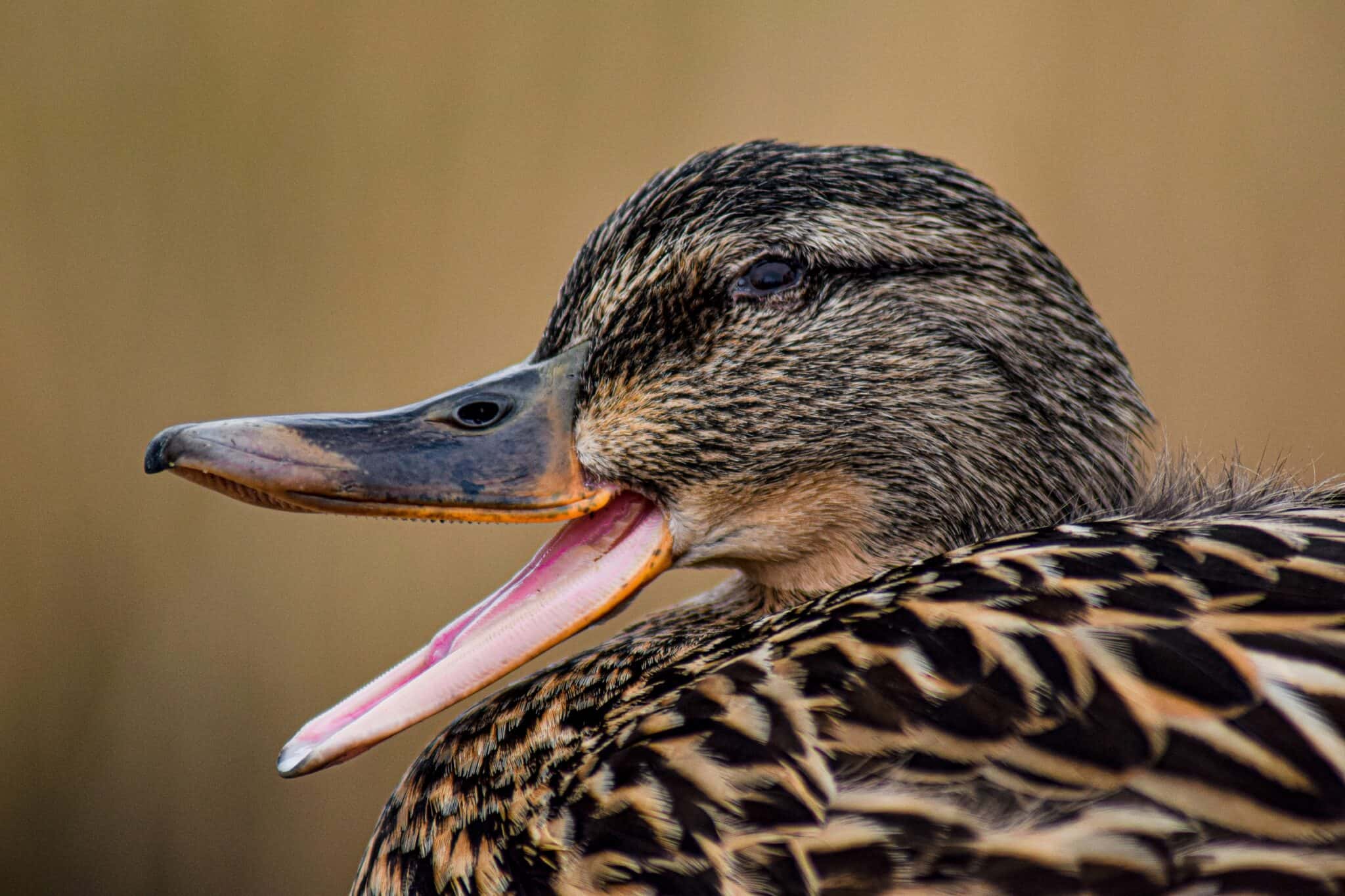 Do Ducks Have Teeth? - Everything You Need to Know
