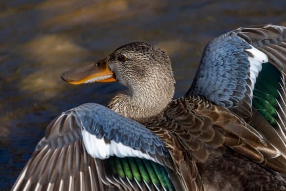 Do Ducks Have Teeth? - Everything You Need to Know