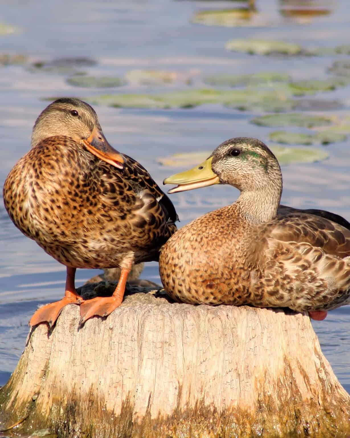 Goose vs. Duck: What's the Difference? - Bird Helpful