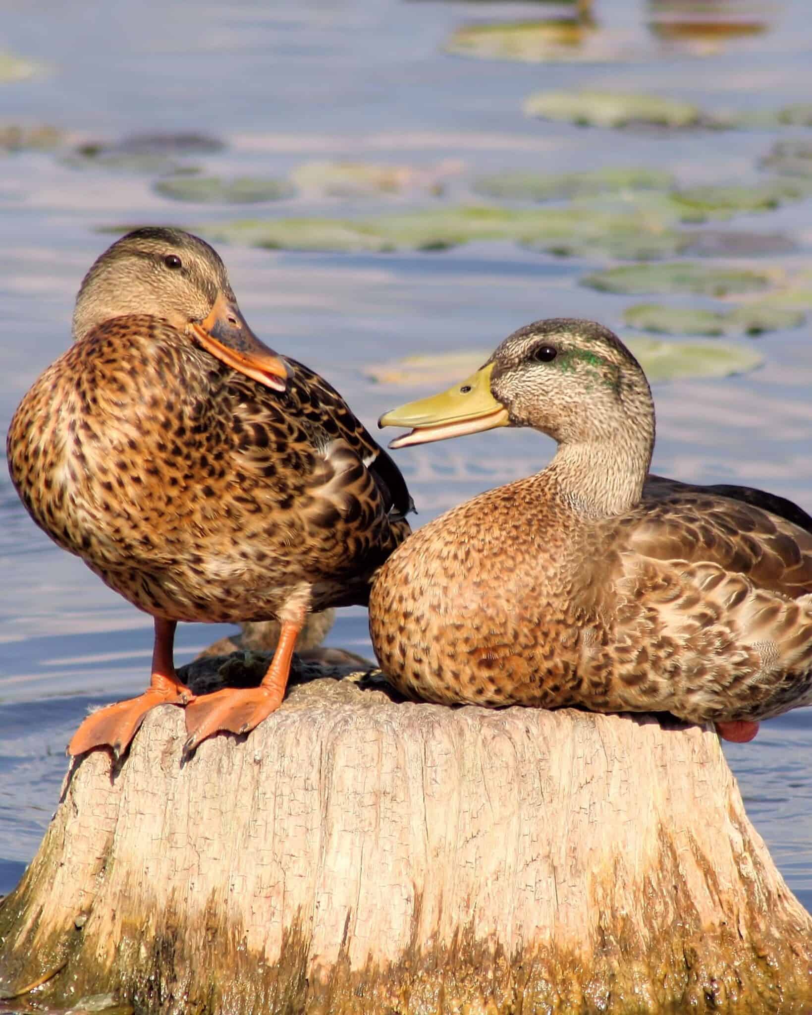 Goose vs. Duck: What's the Difference? - Bird Helpful