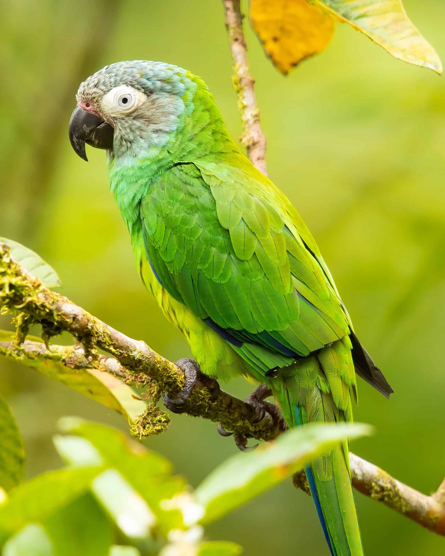 50 Different Types of Conure Parrots