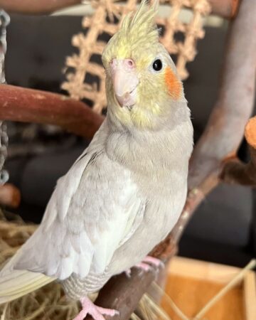 19 Cockatiel Color Mutations & Varieties