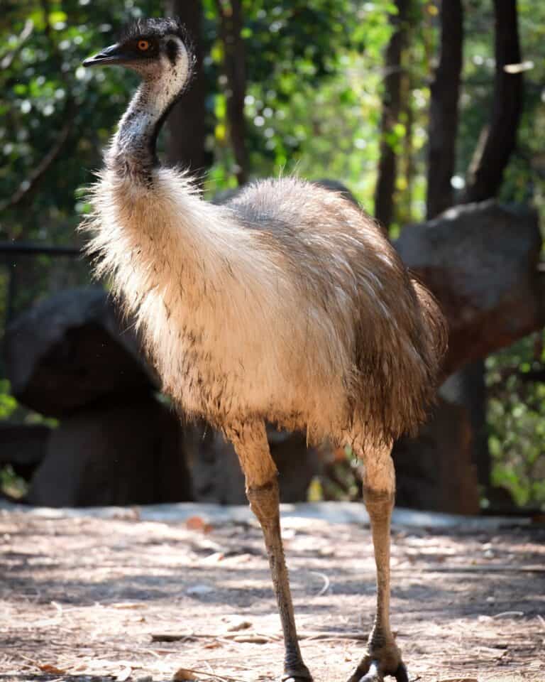 Emu vs. Ostrich: What's the Difference?