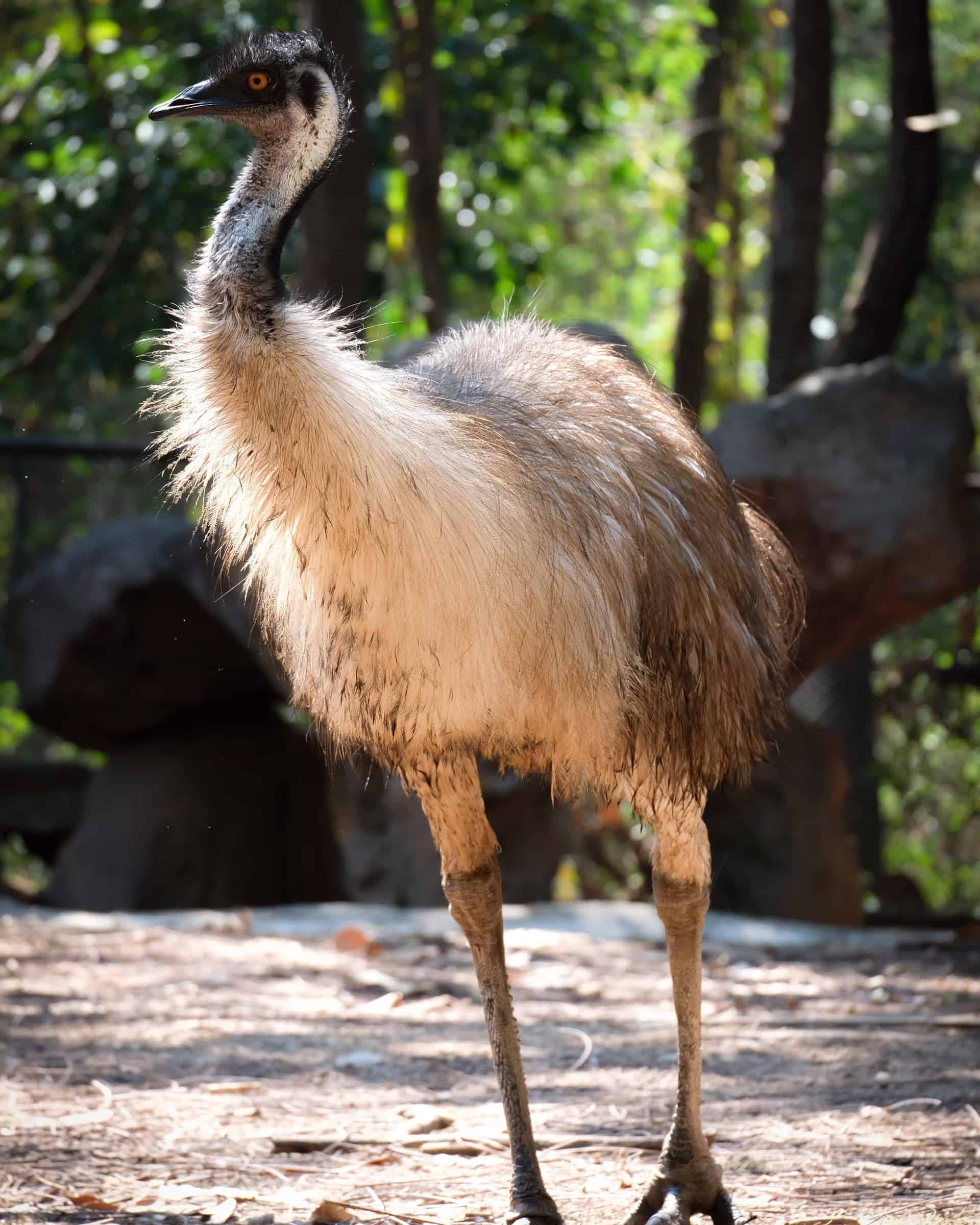 Emu vs. Ostrich: What's the Difference?