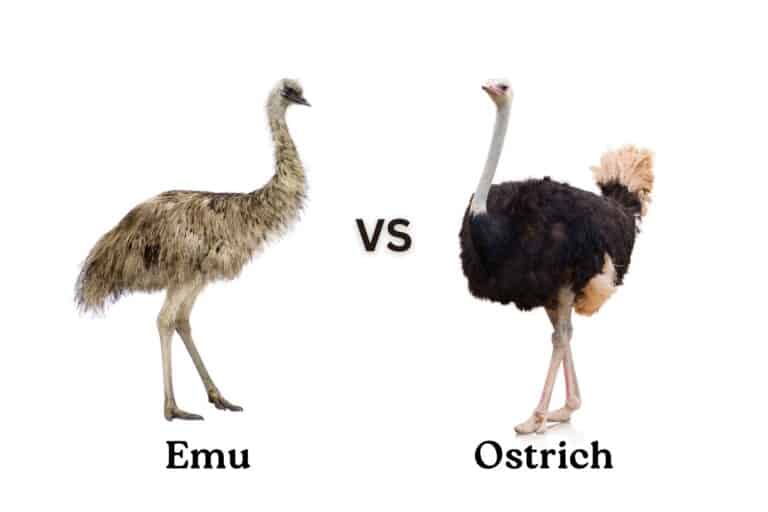 Emu vs. Ostrich: What's the Difference?