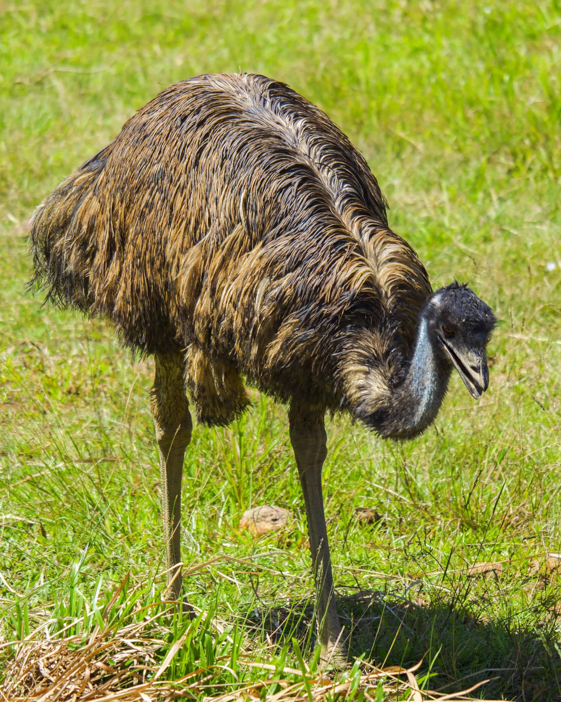 Emu vs. Ostrich: What's the Difference?