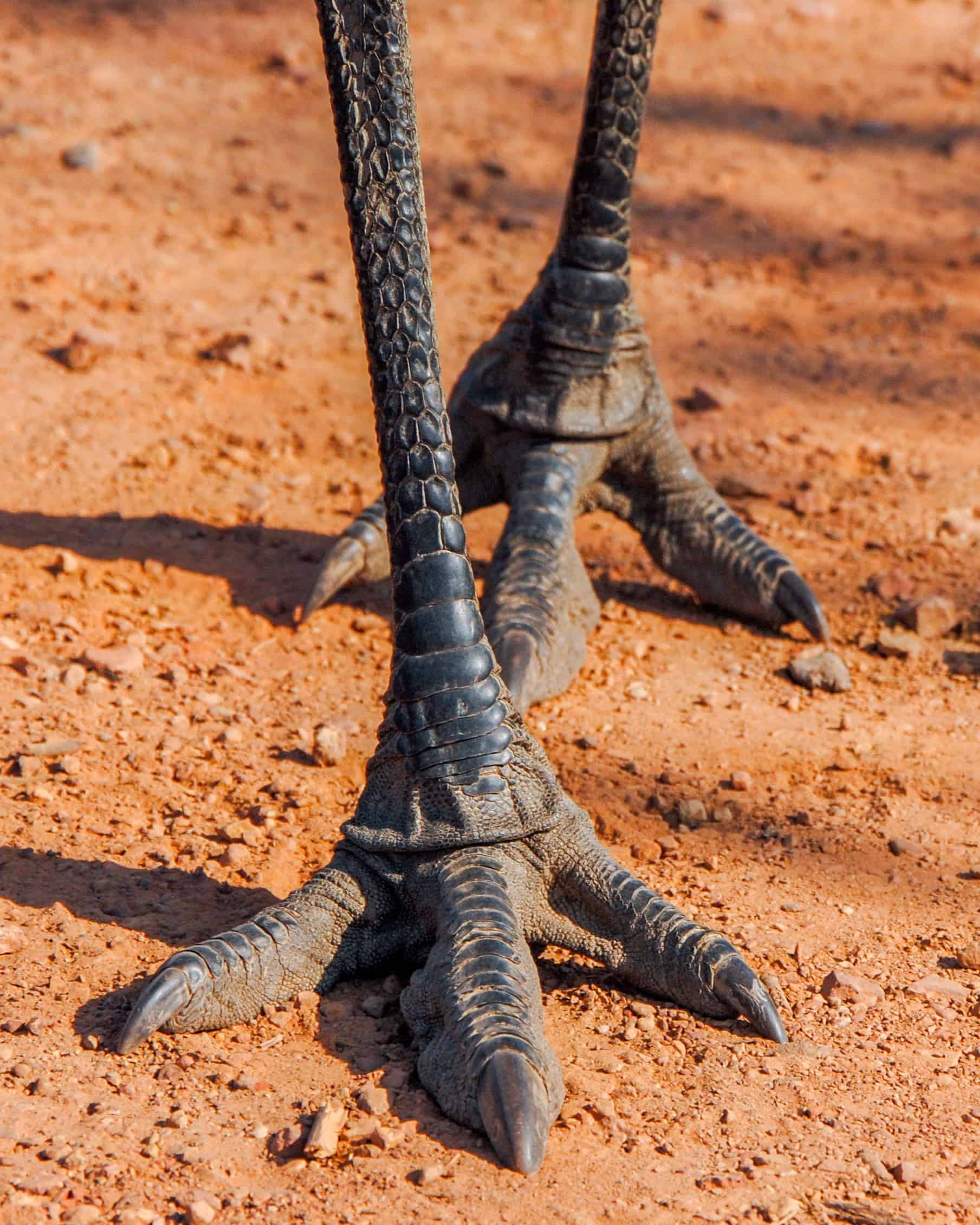 Emu vs. Ostrich: What's the Difference?