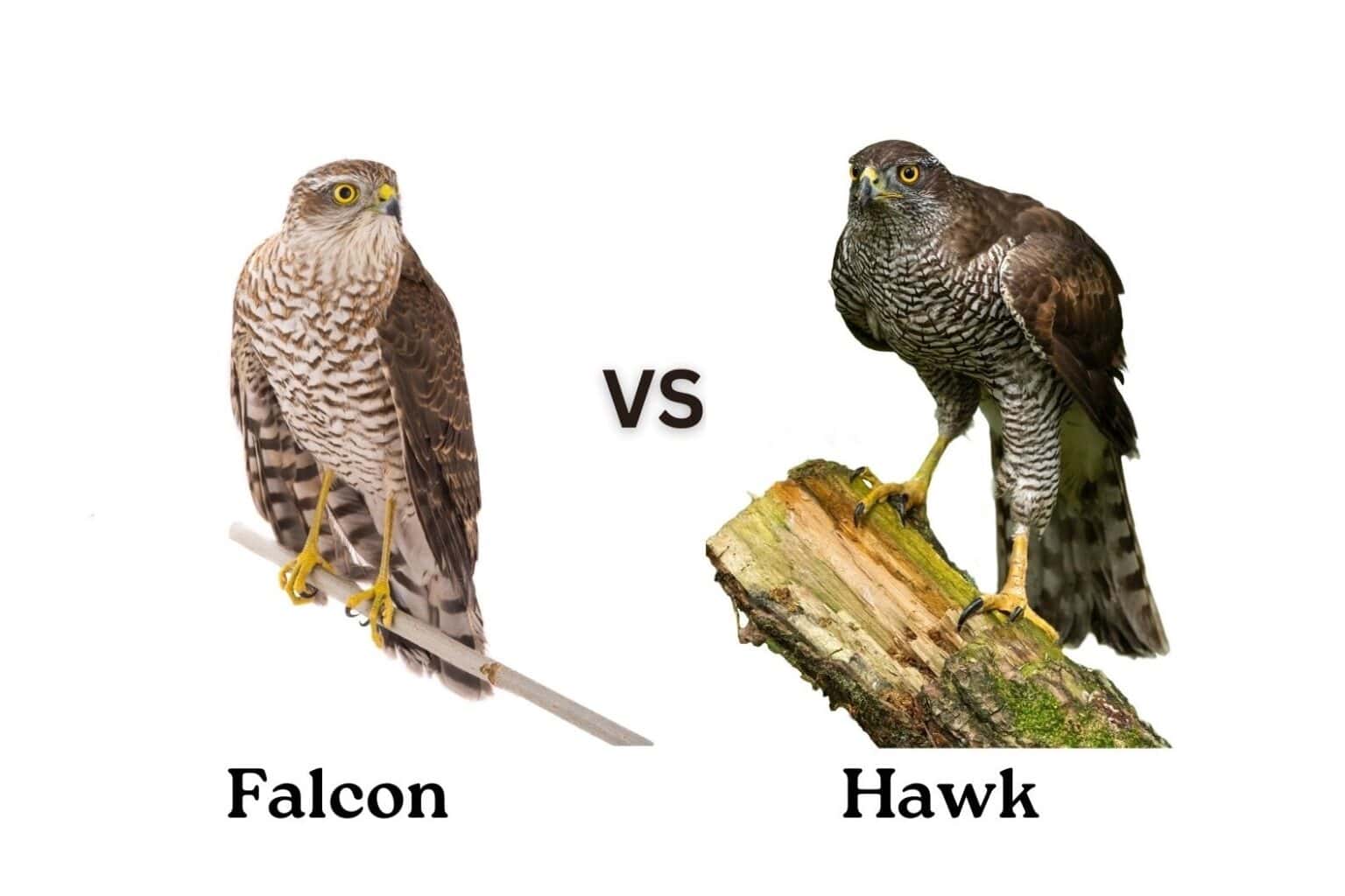 Falcon vs. Hawk: What's the Difference?