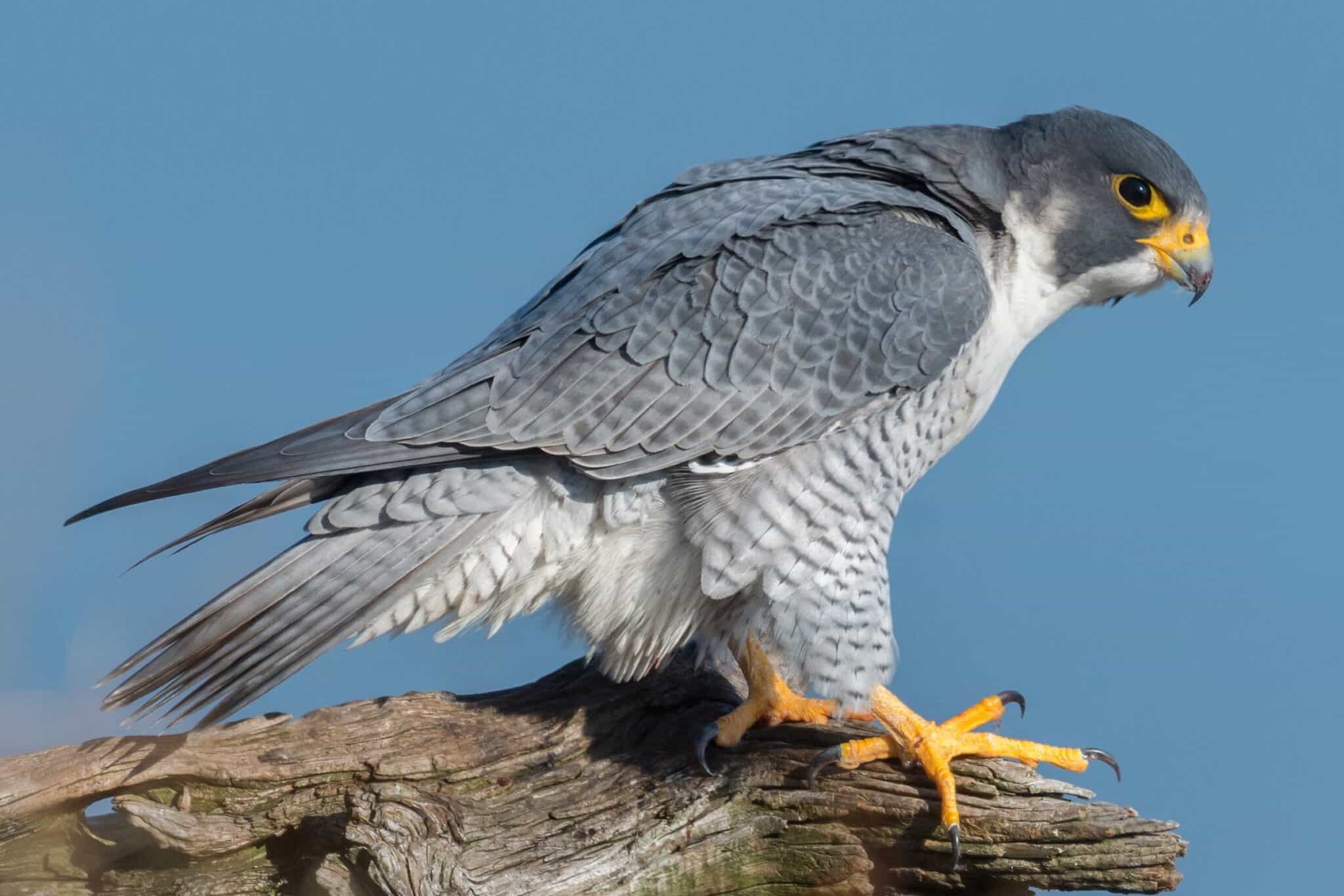 Falcon vs. Hawk: What's the Difference?