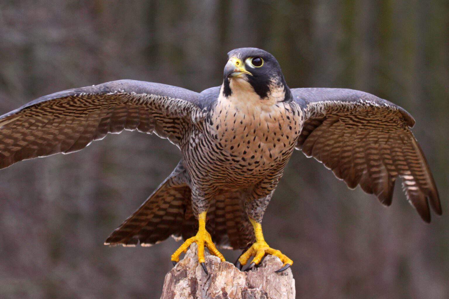 Falcon vs. Hawk: What's the Difference?