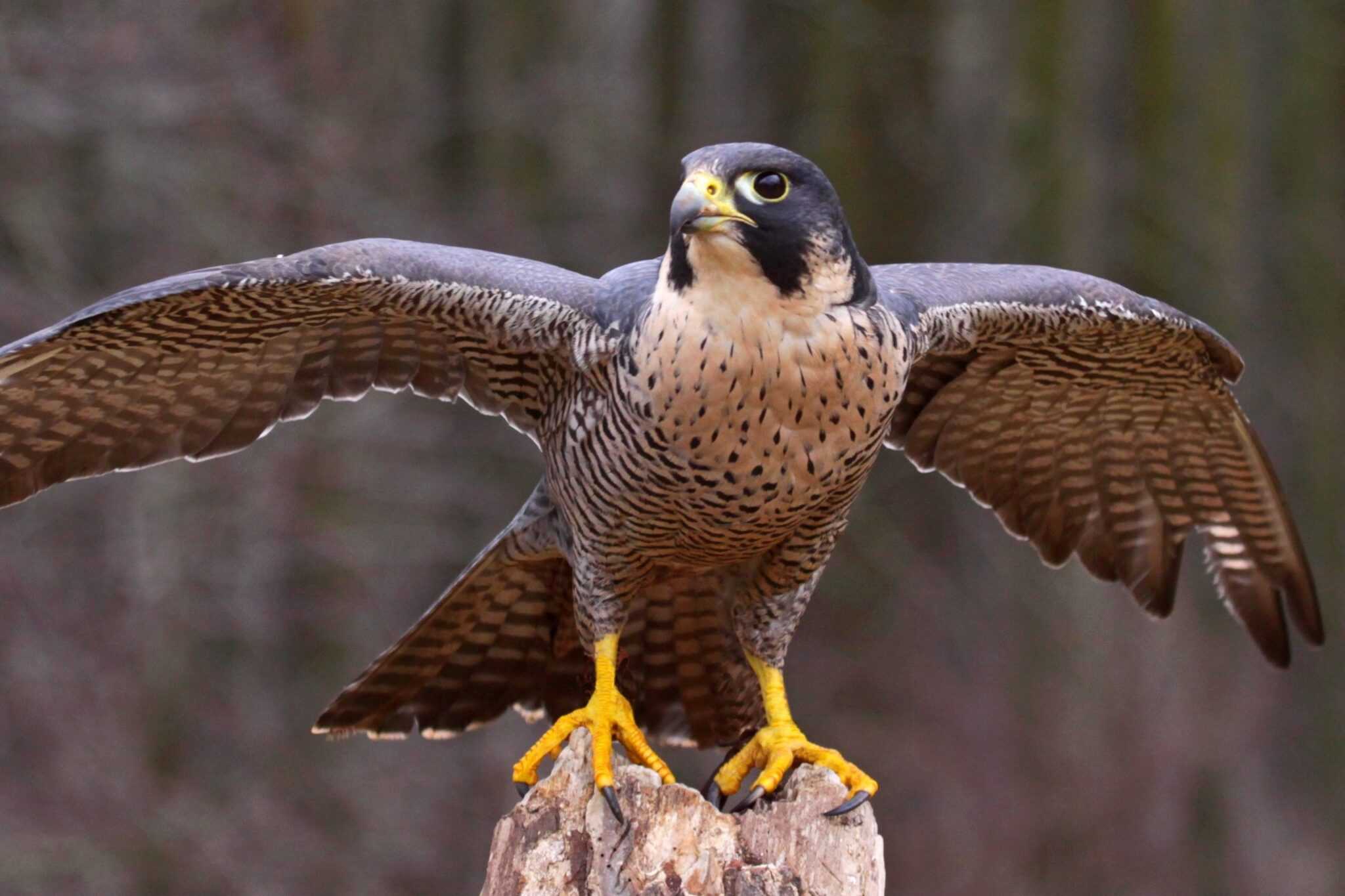 Falcon vs. Hawk: What's the Difference?