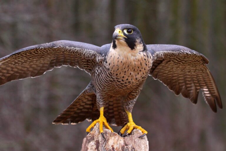 Falcon vs. Hawk: What's the Difference?