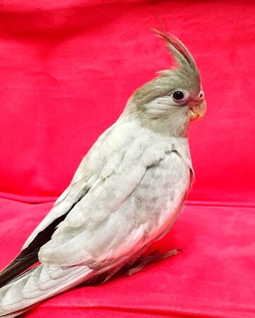 19 Cockatiel Color Mutations & Varieties