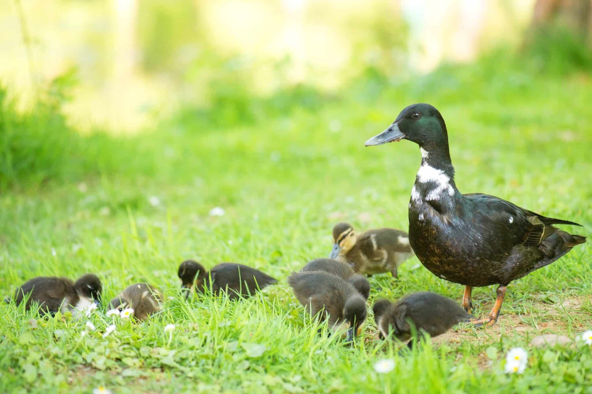 Male vs. Female Cayuga Ducks: What's the Difference?