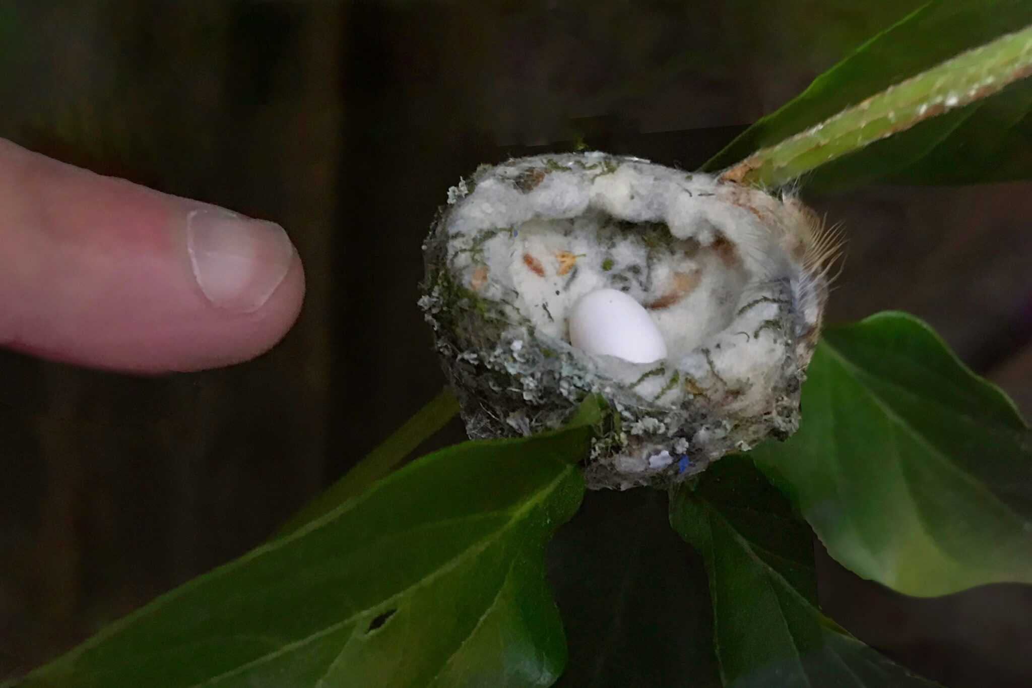 Hummingbird Nests 101: Everything You Need to Know!
