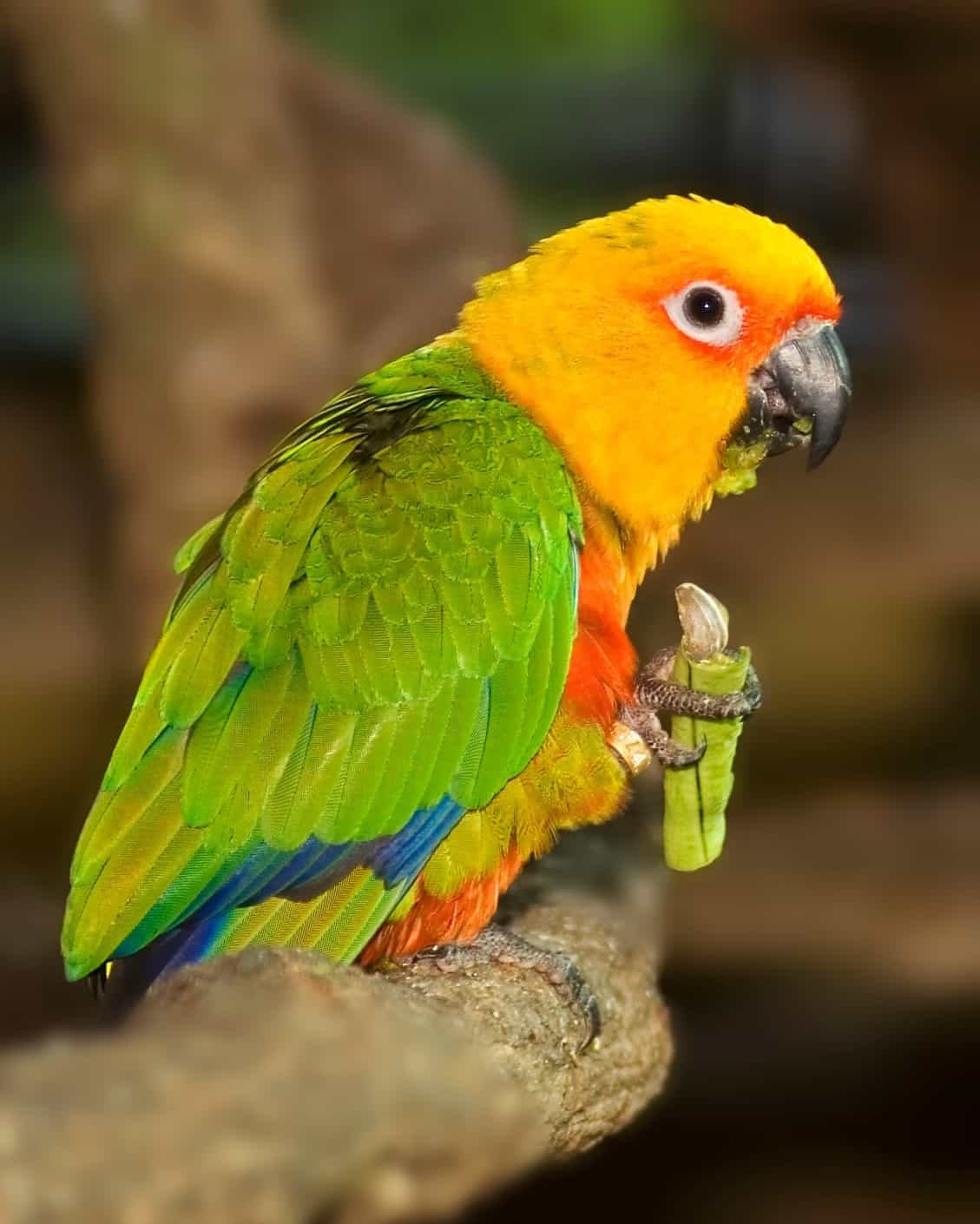 50 Different Types of Conure Parrots