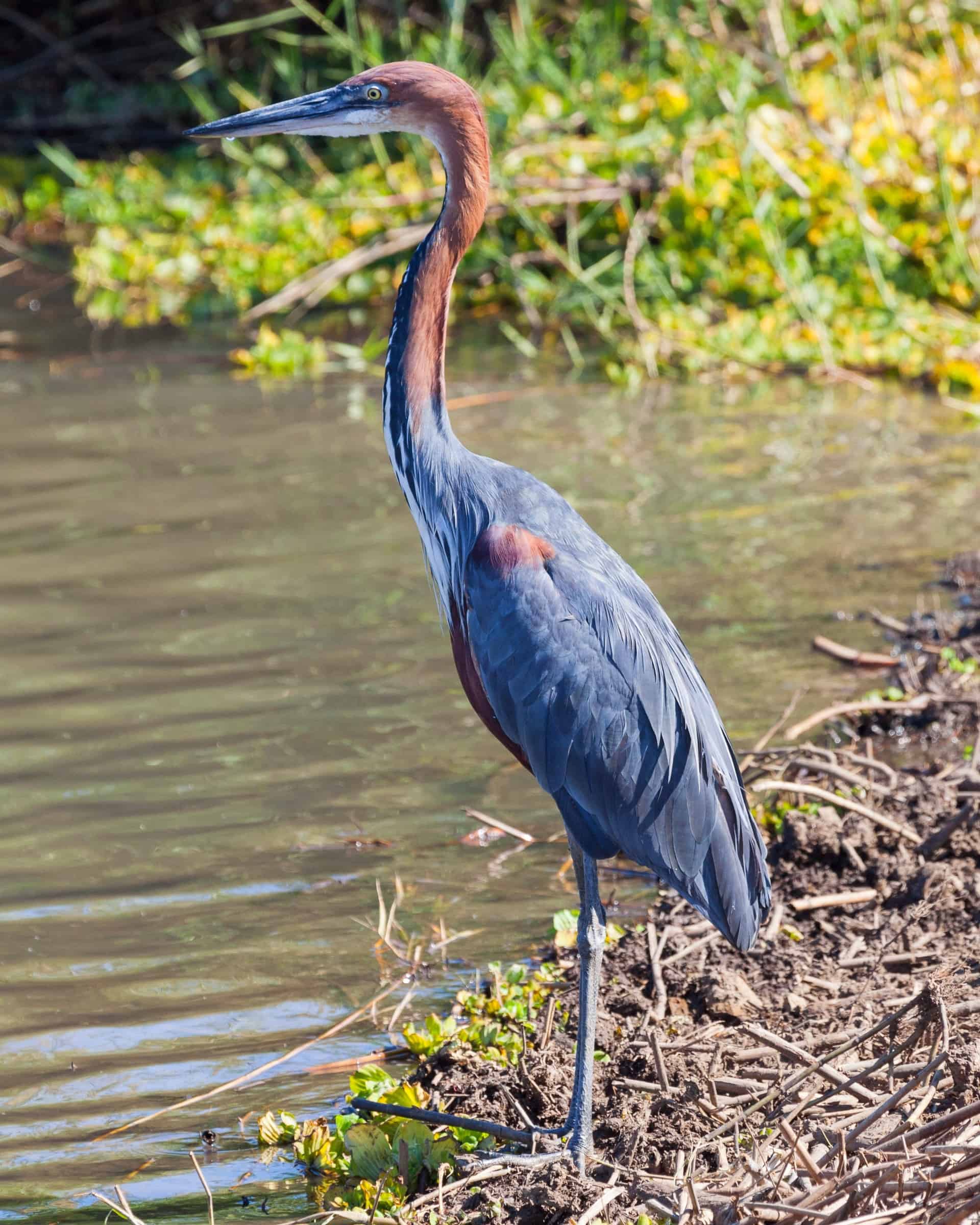36 Unique Birds With Long Necks