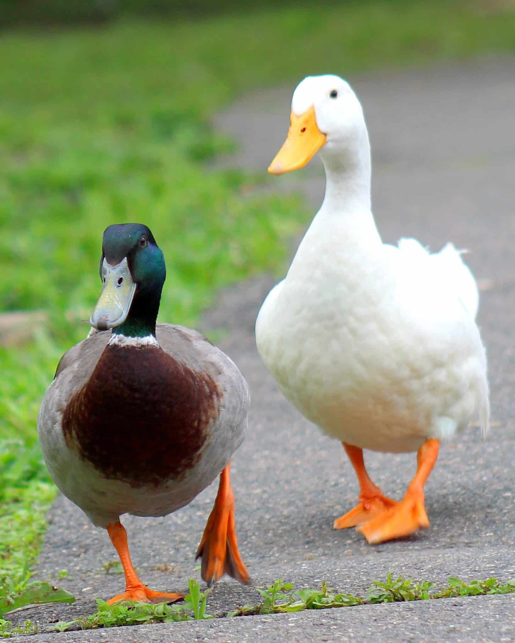 Goose vs. Duck: What's the Difference? - Bird Helpful
