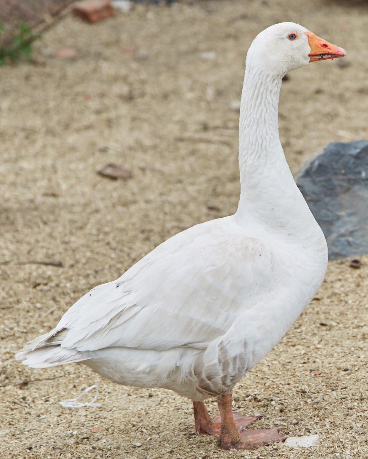 Goose vs. Duck: What's the Difference? - Bird Helpful