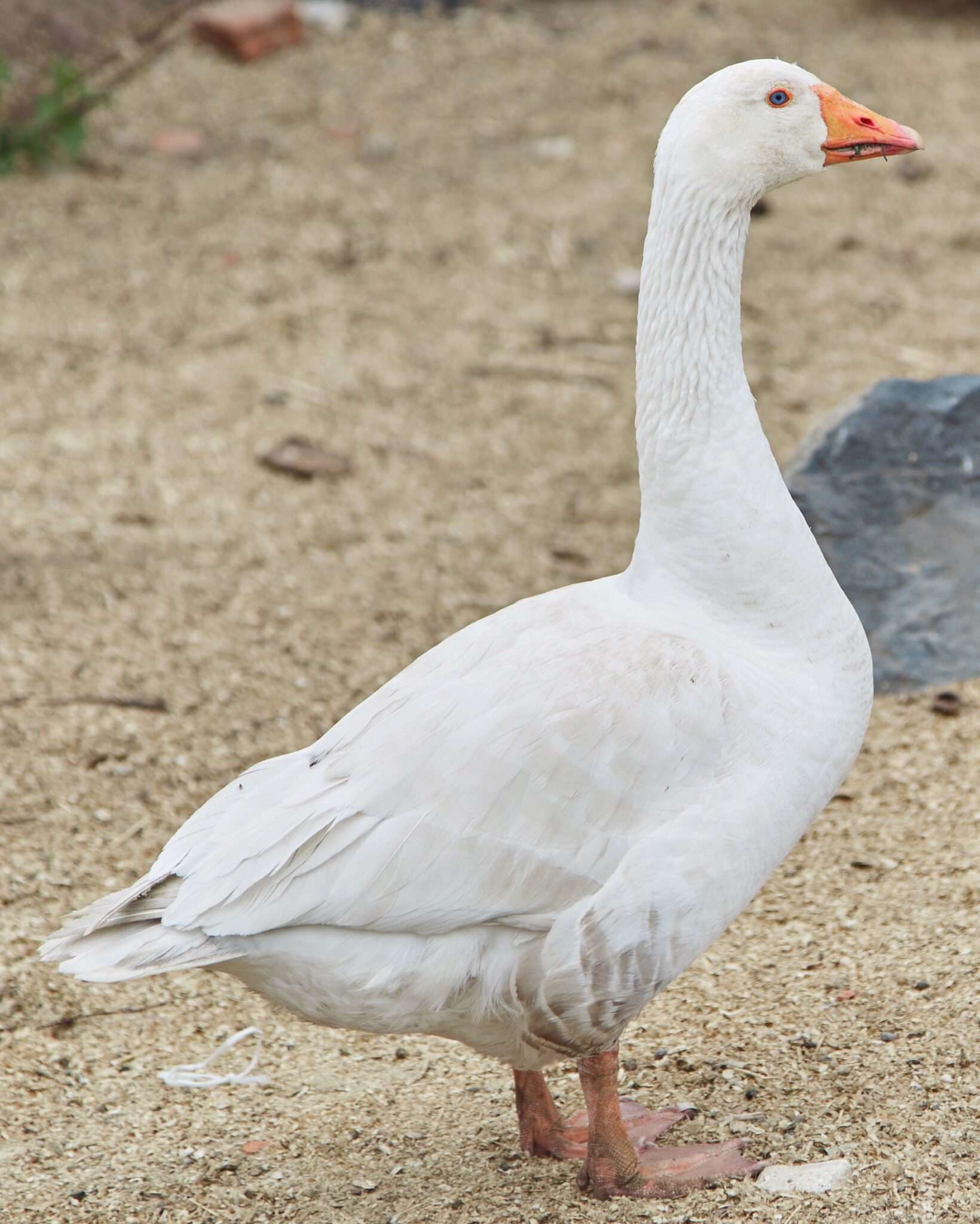 Goose vs. Duck: What's the Difference? - Bird Helpful