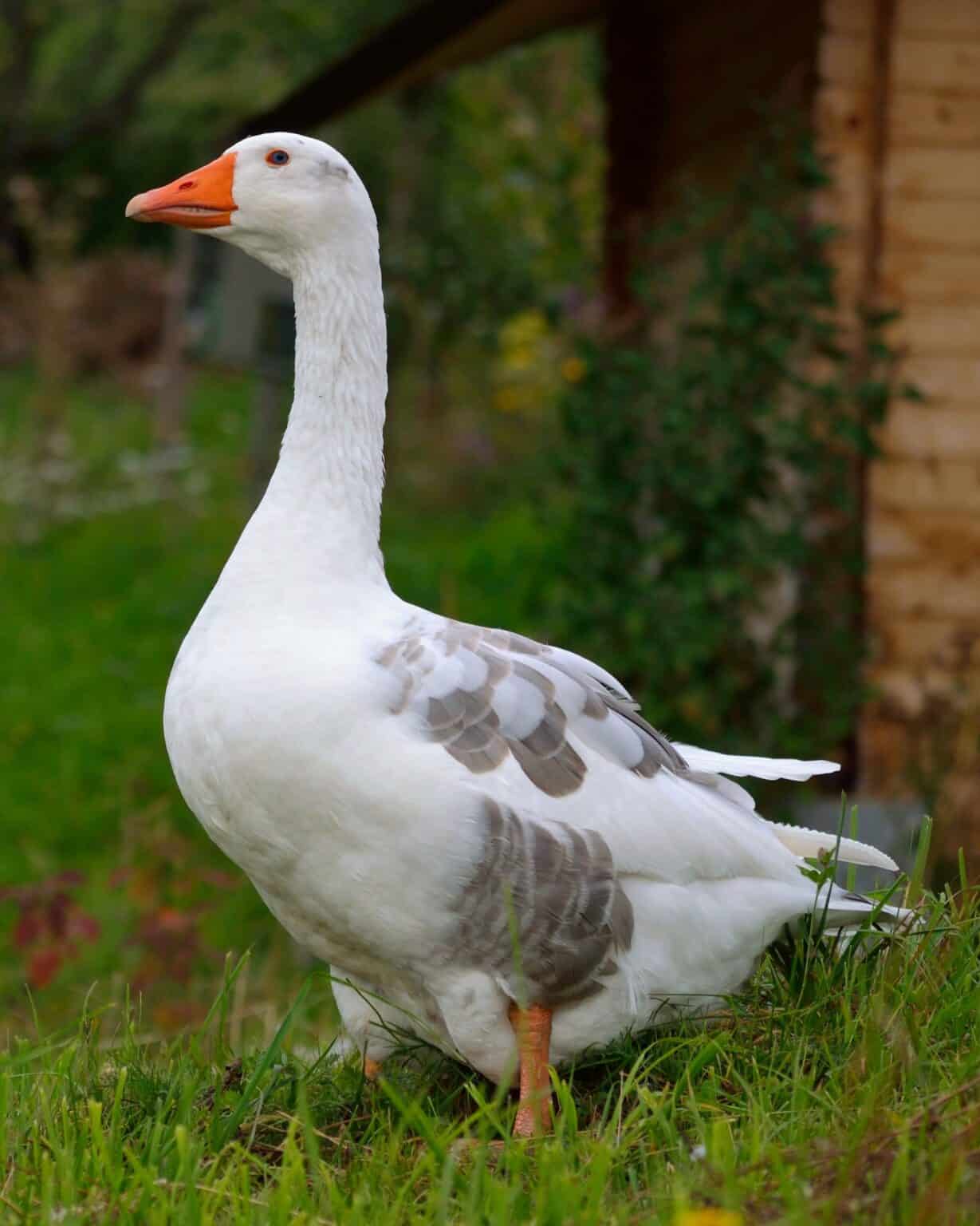 Goose vs. Duck: What's the Difference? - Bird Helpful