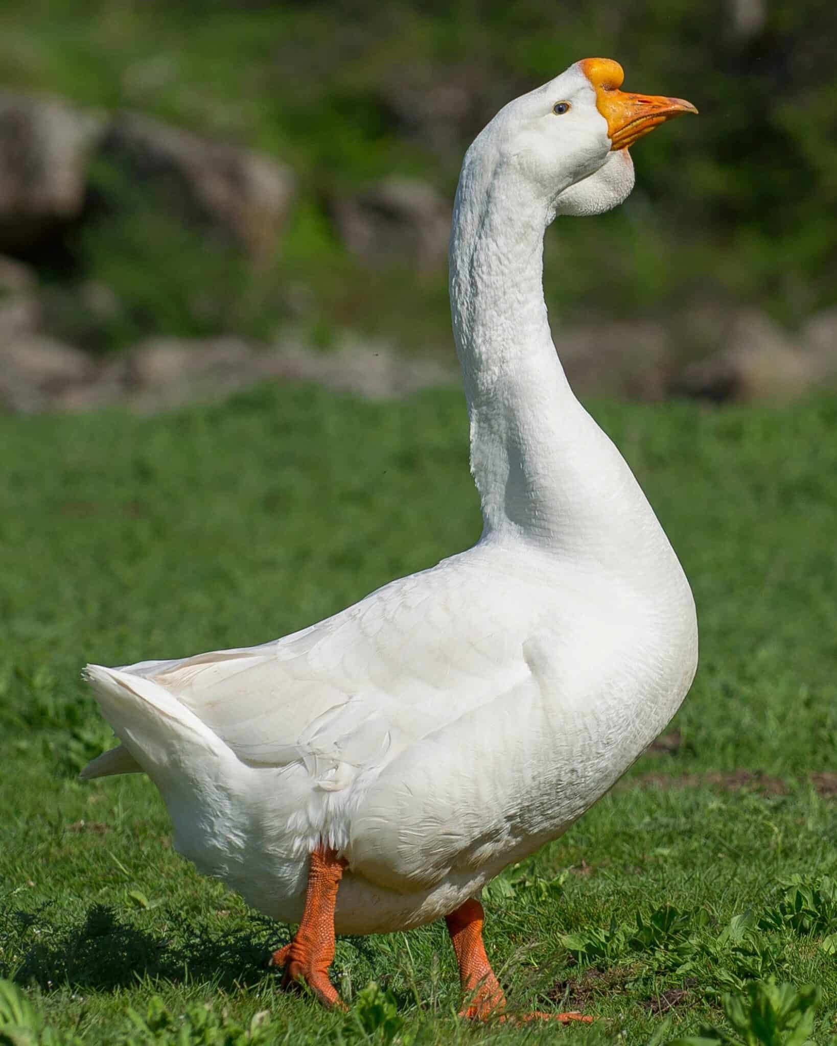Goose vs. Duck: What's the Difference? - Bird Helpful