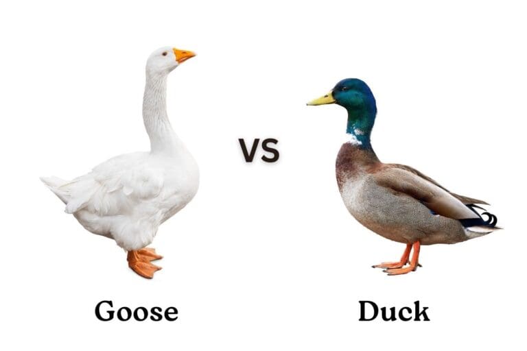 Goose vs. Duck: What's the Difference? - Bird Helpful