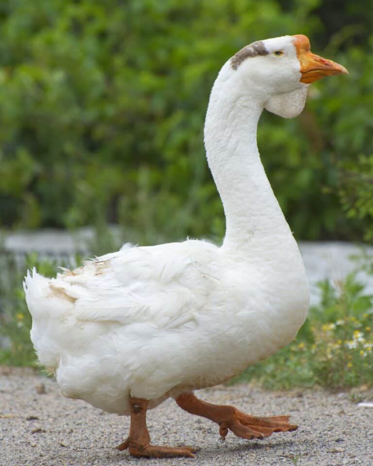 Goose vs. Duck: What's the Difference? - Bird Helpful