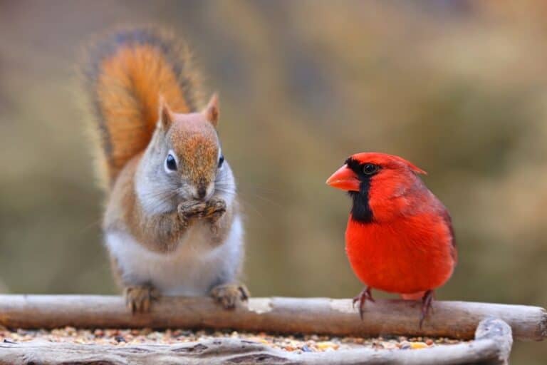 Do Squirrels Eat Birds? - Understanding Squirrel Diet