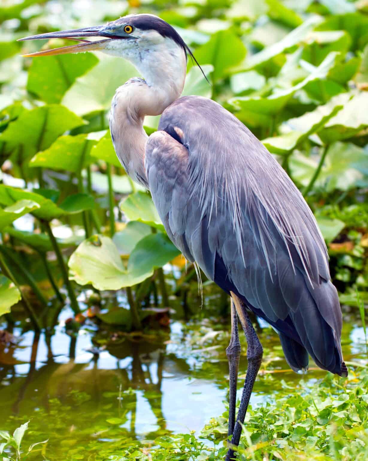 36 Unique Birds With Long Necks