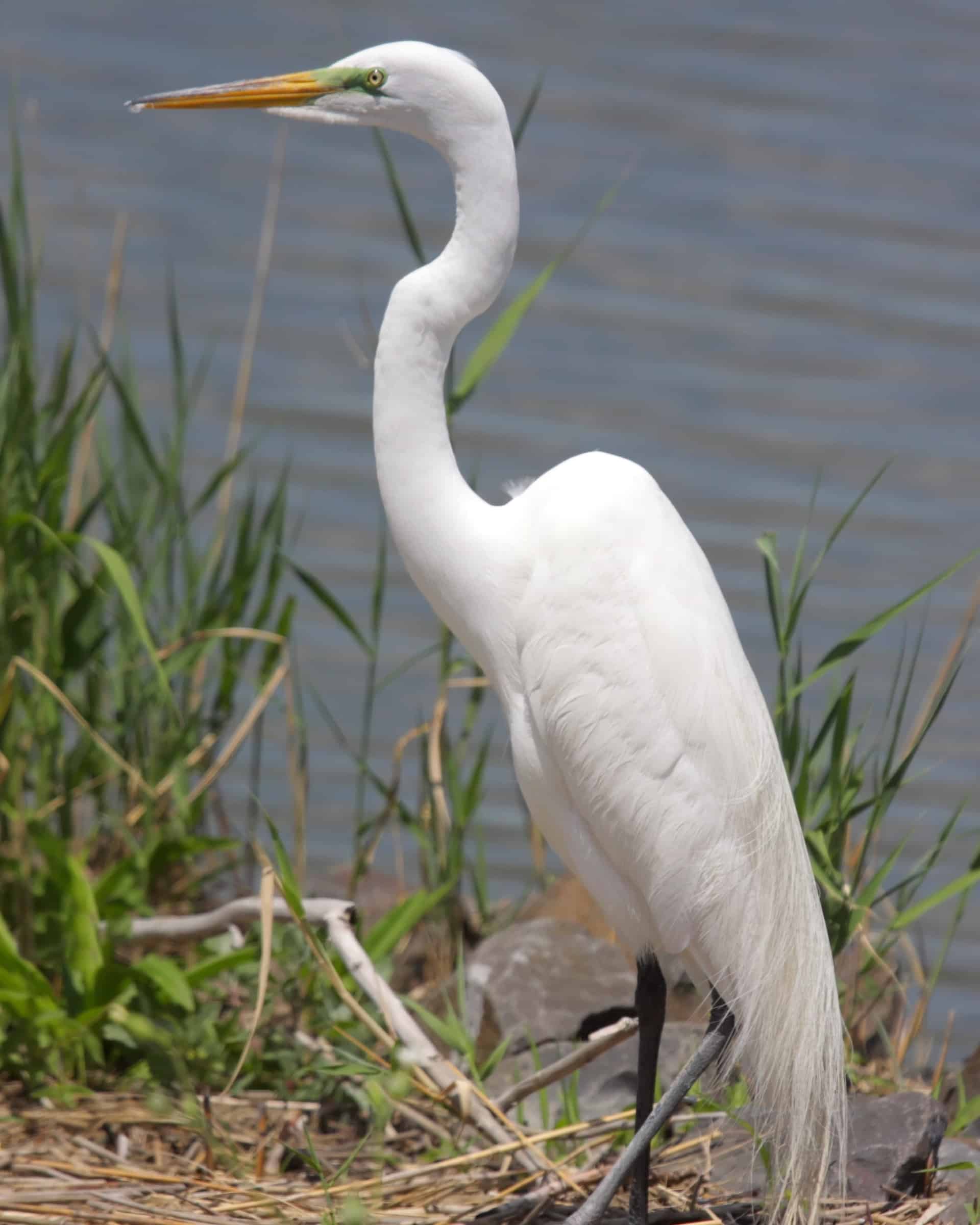 36 Unique Birds With Long Necks