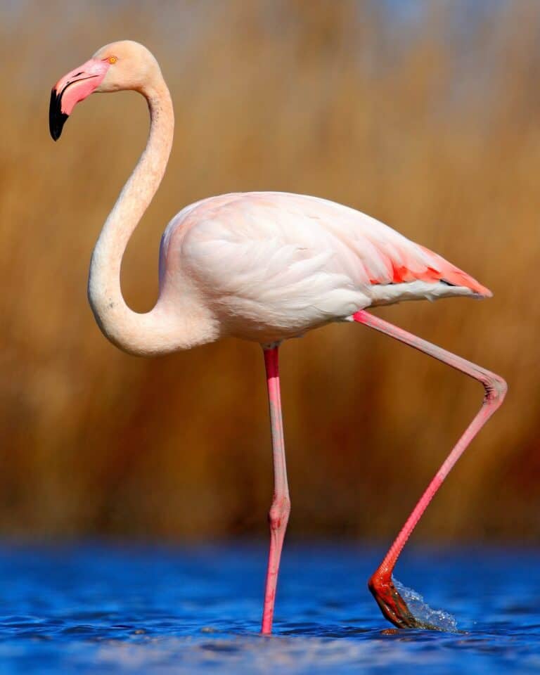 36 Unique Birds With Long Necks