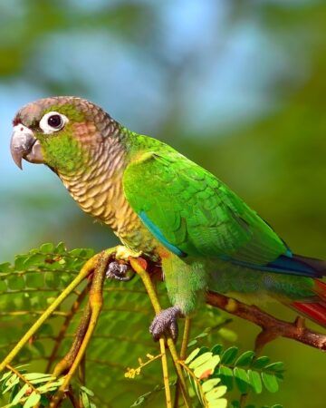 50 Different Types of Conure Parrots