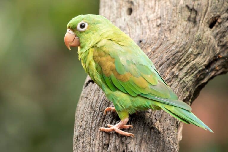 How Much Does a Parakeet Cost? (2025 Updated)