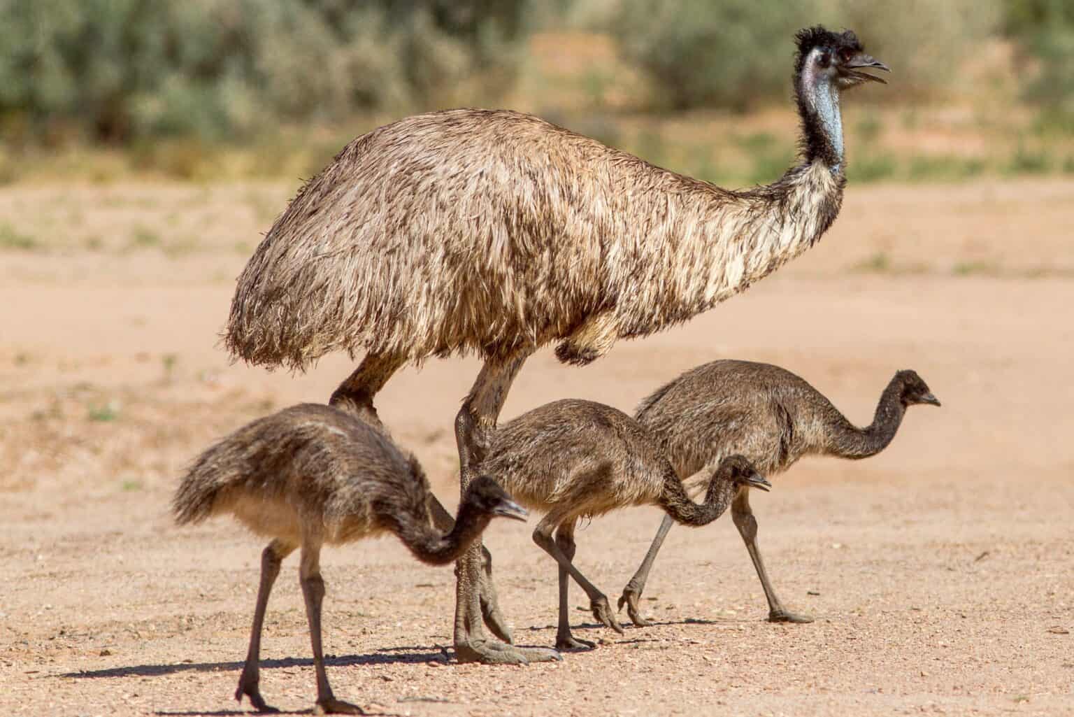 Emu vs. Ostrich: What's the Difference?
