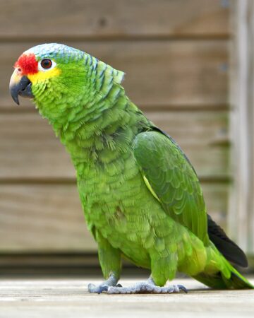 50 Different Types of Conure Parrots