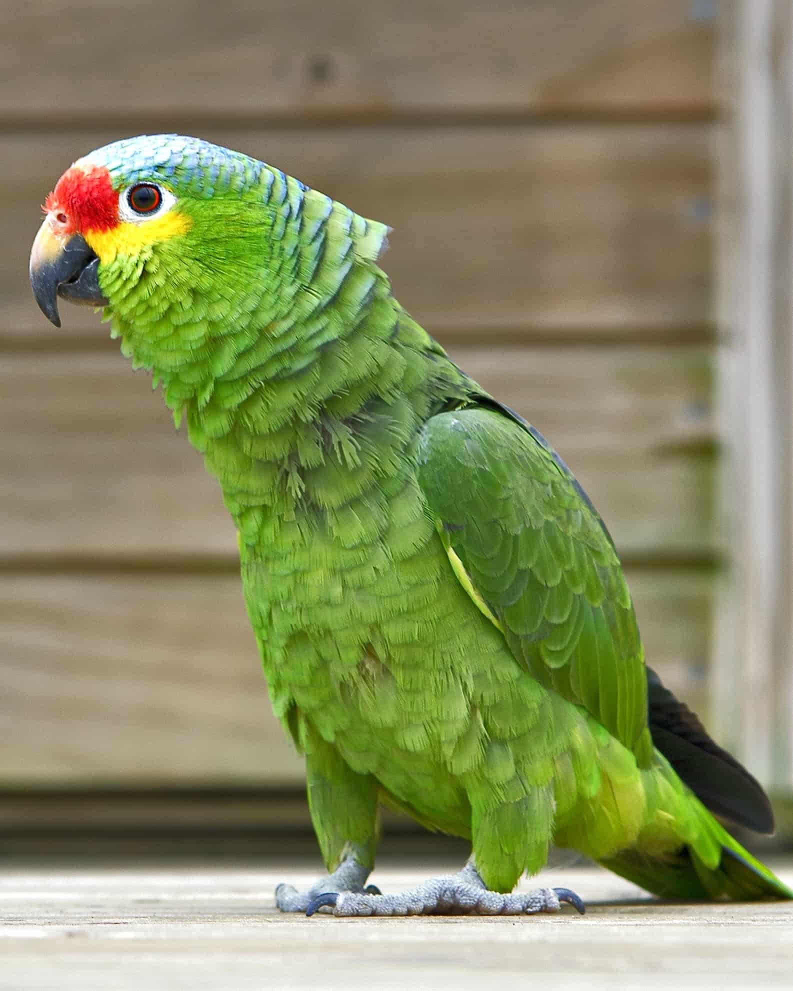 50 Different Types of Conure Parrots