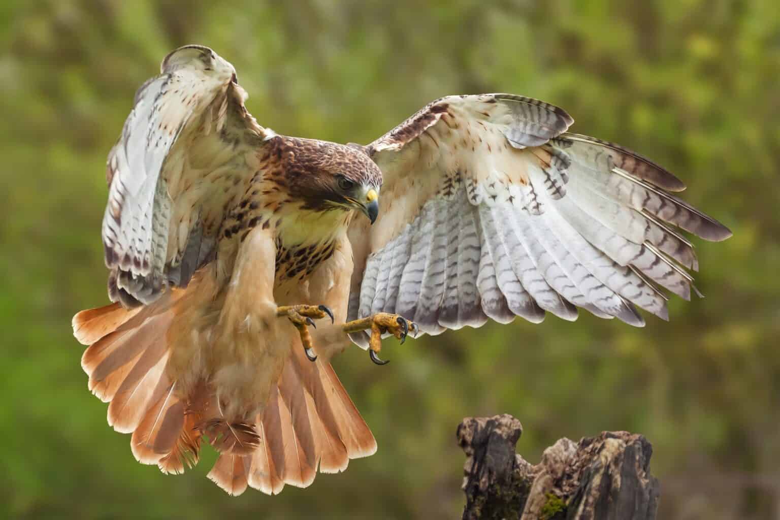 Falcon vs. Hawk: What's the Difference?