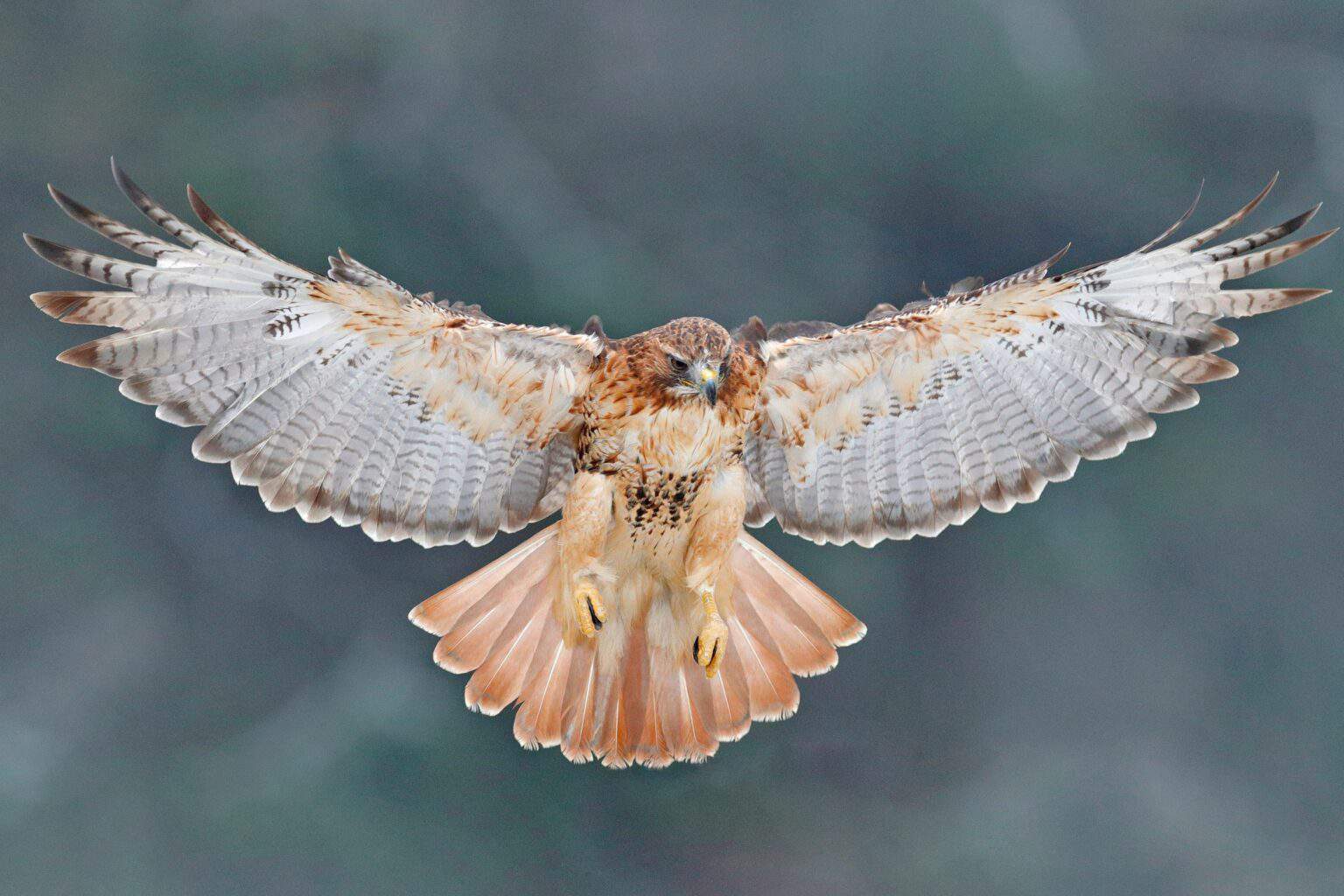 Falcon vs. Hawk: What's the Difference?