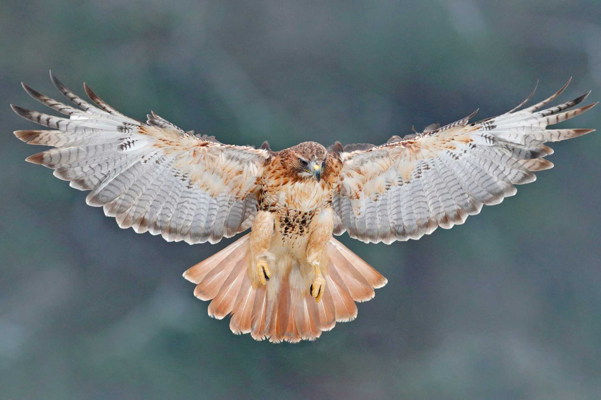 Falcon vs. Hawk: What's the Difference?