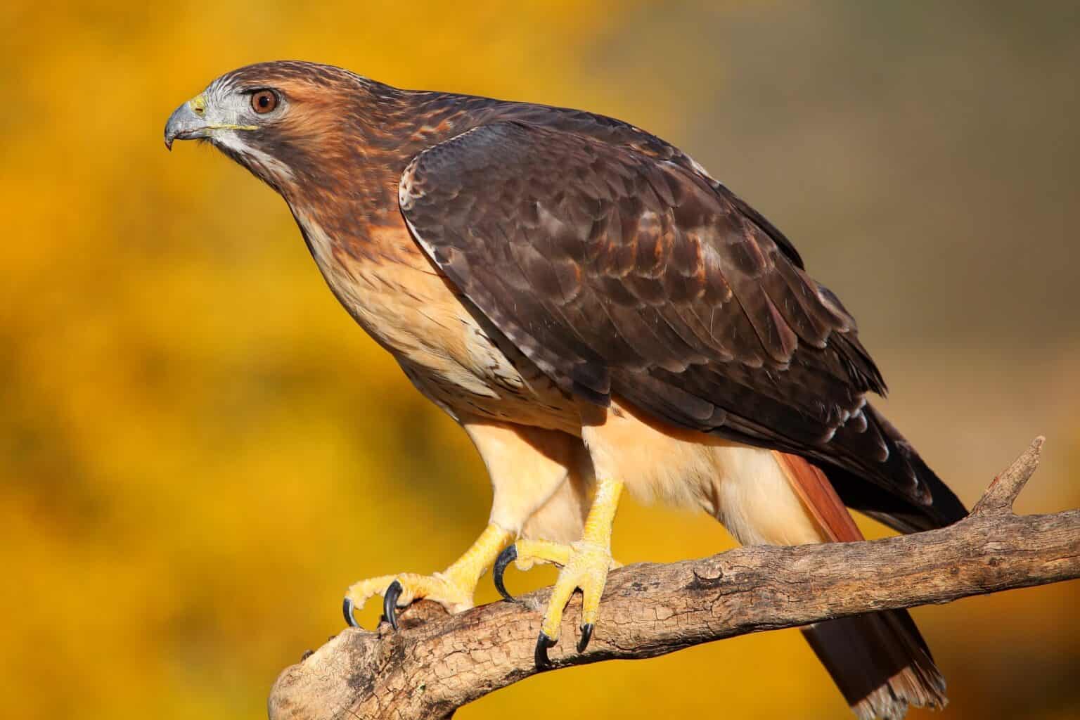 Falcon vs. Hawk: What's the Difference?