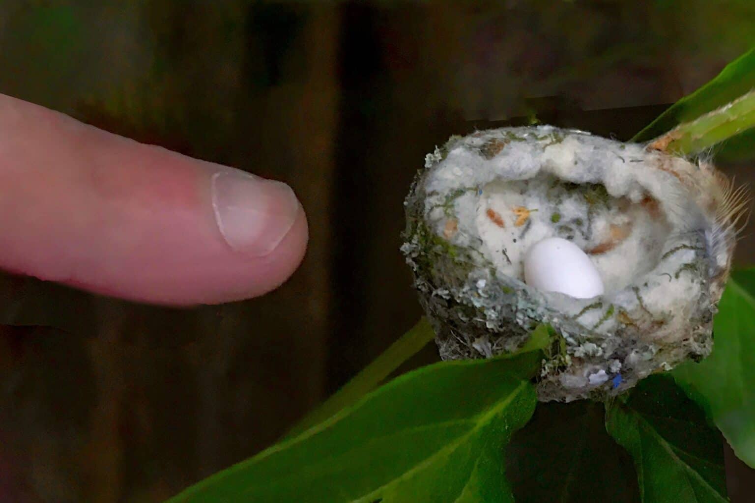 Hummingbird Eggs: Everything You Need to Know