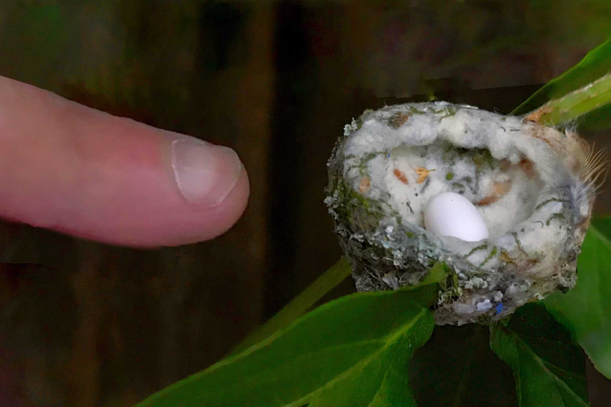 Hummingbird Eggs: Everything You Need to Know