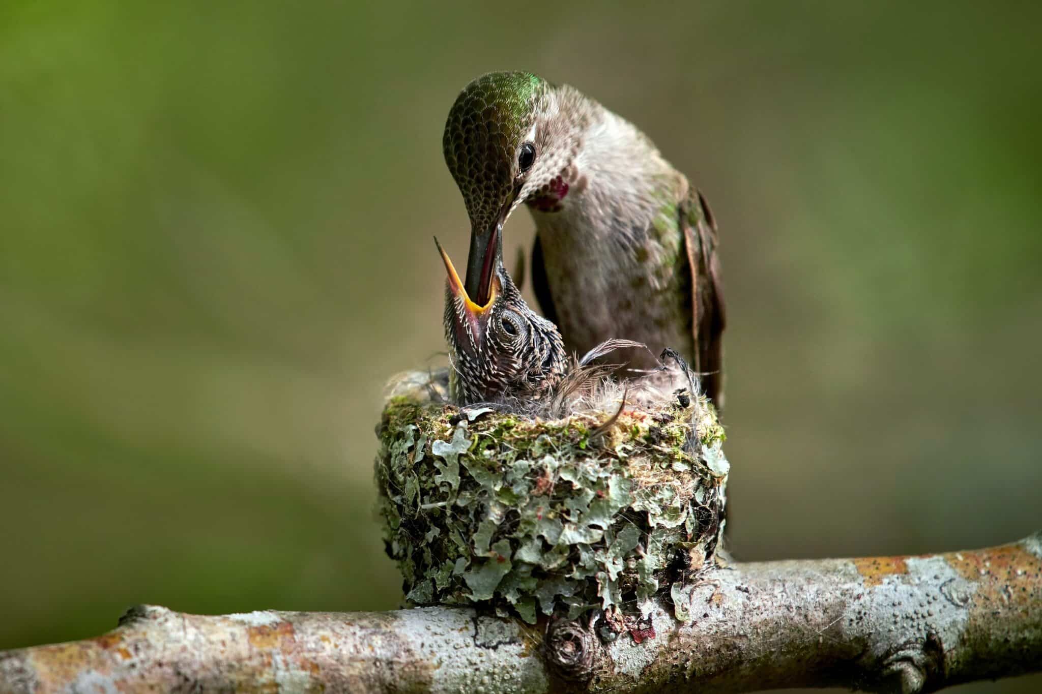 Hummingbird Nests 101: Everything You Need to Know!