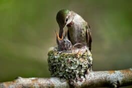 Hummingbird Nests 101: Everything You Need to Know!