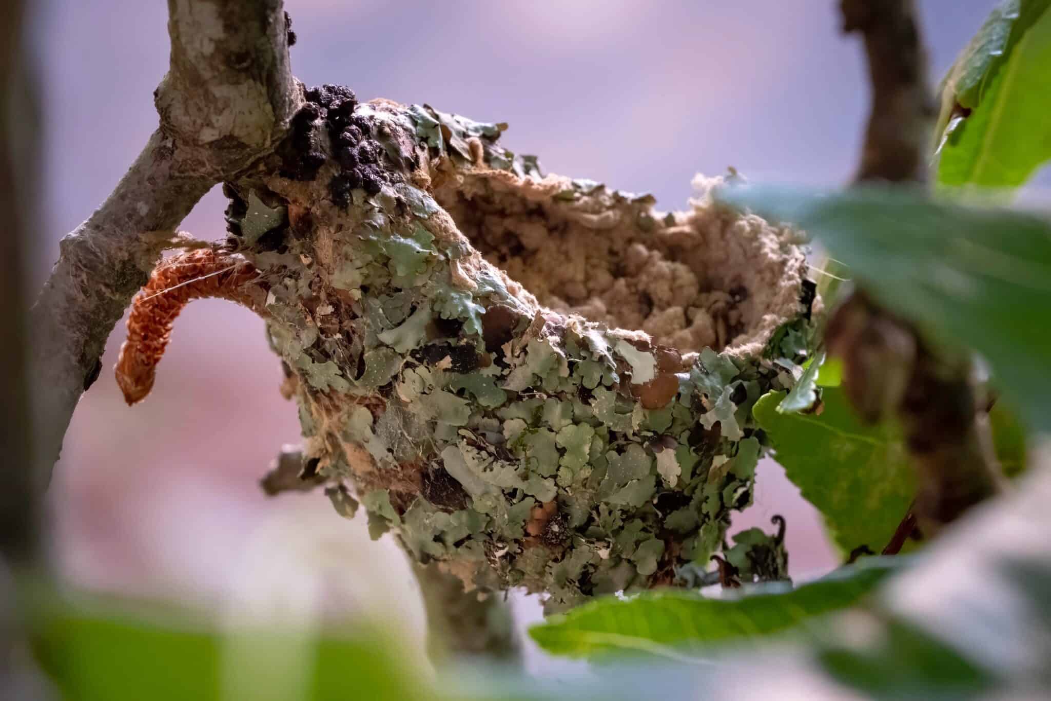 Hummingbird Nests 101: Everything You Need to Know!