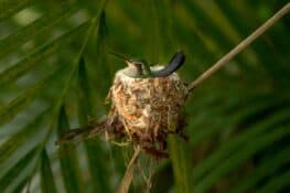 Hummingbird Nests 101: Everything You Need to Know!