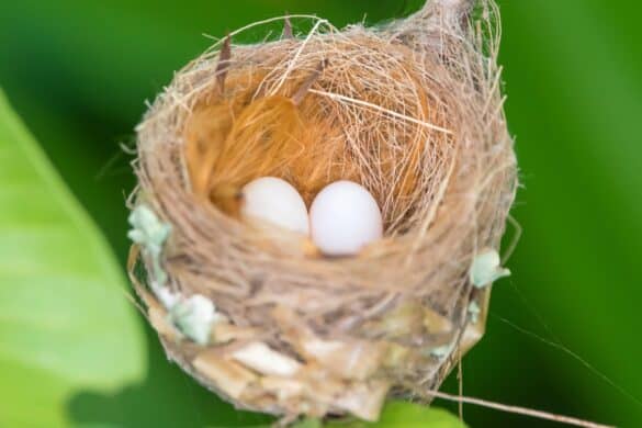 Hummingbird Eggs: Everything You Need to Know