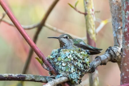 Hummingbird Nests 101: Everything You Need to Know!